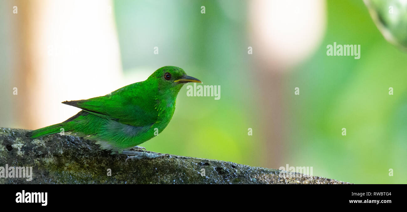 Side view of Green Honey Creeper perched on branch Stock Photo - Alamy