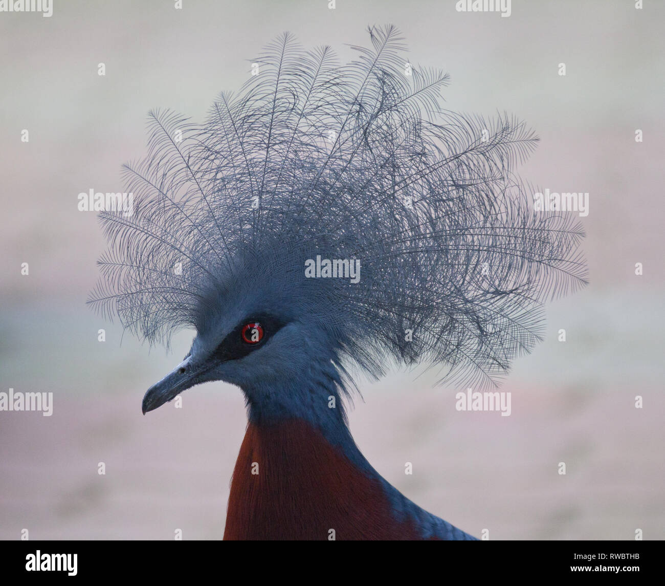 Victoria Crowned bird ,Goura victoria, head profile Stock Photo - Alamy