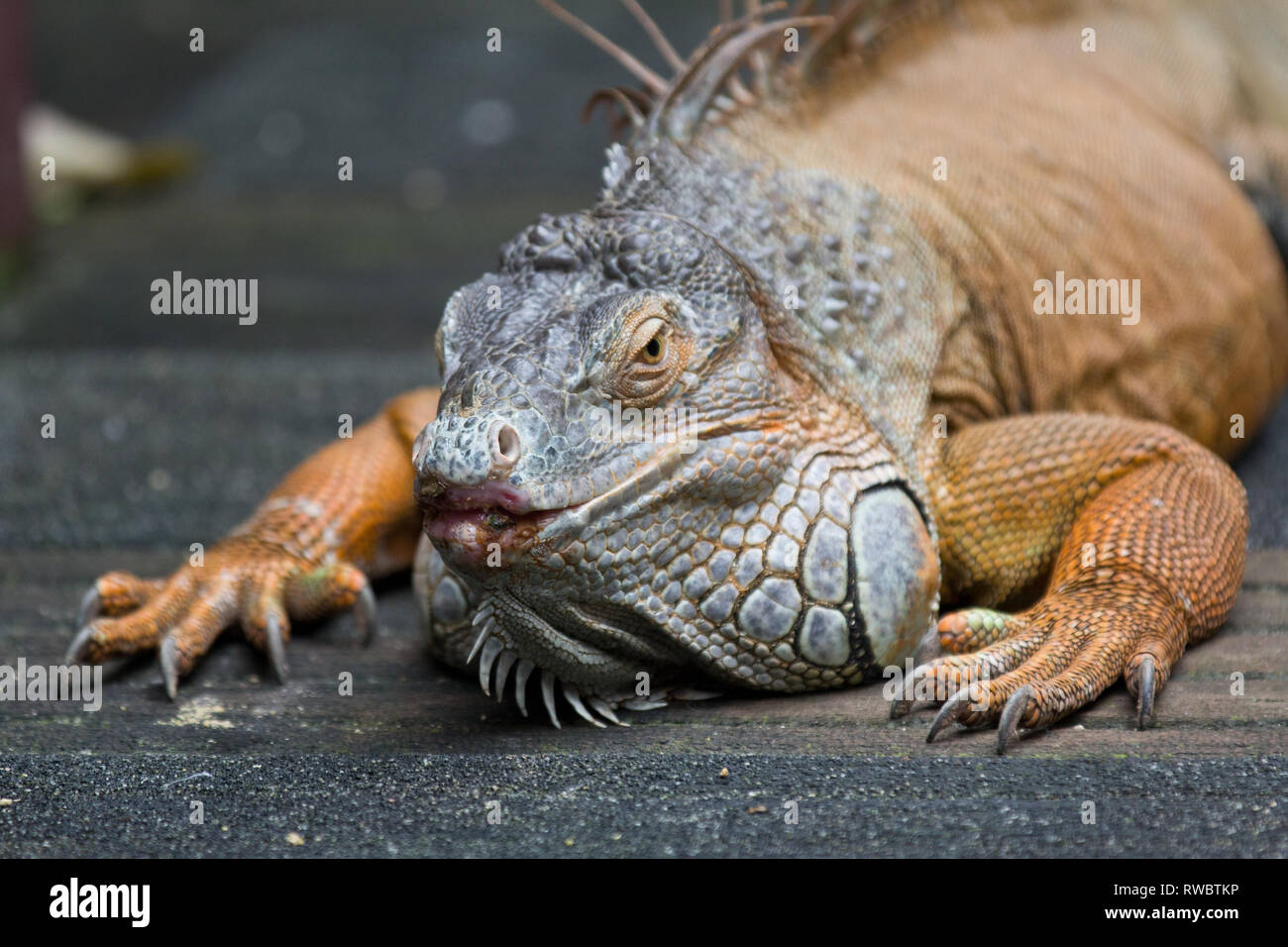 Green iguana paw hi-res stock photography and images - Alamy