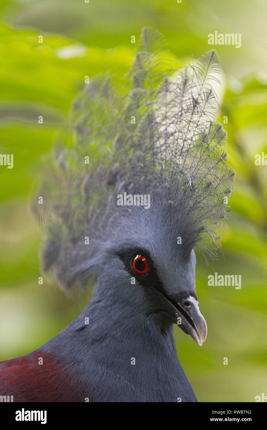 Victoria Crowned bird ,Goura victoria, head profile Stock Photo - Alamy