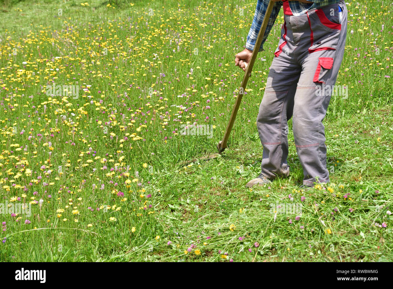 Woman cutting grass scythe hi-res stock photography and images - Alamy