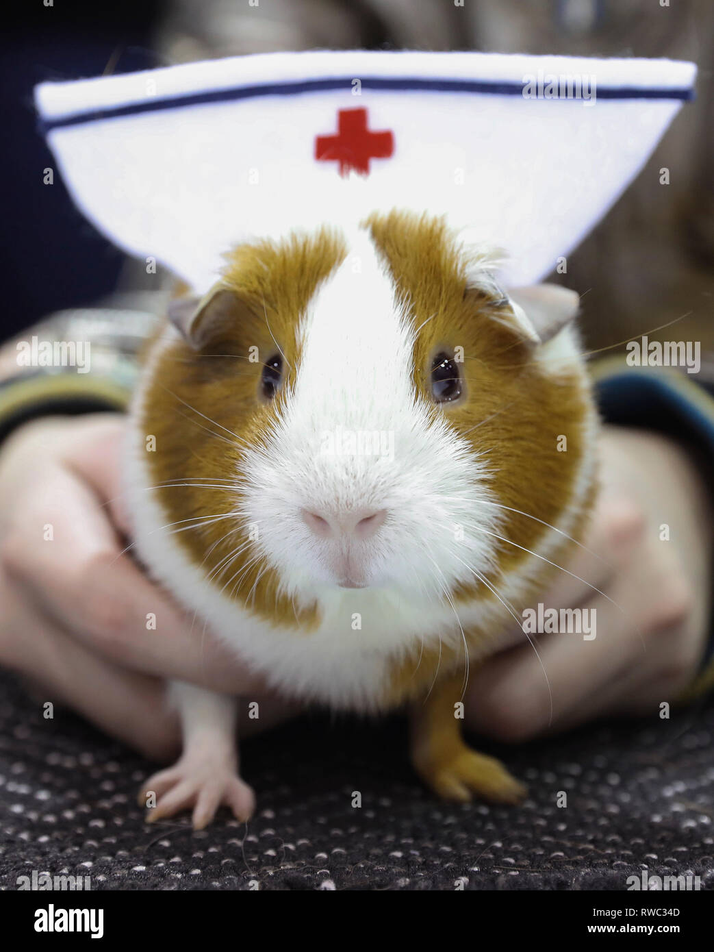 Houston, USA. 4th Mar, 2019. A guinea pig is dressed up during the ...