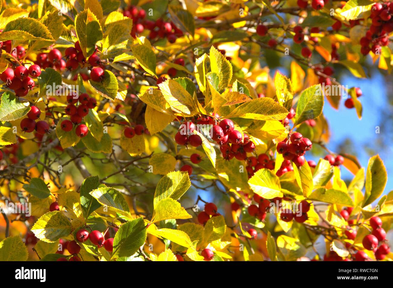 Crataegus crus galli hi-res stock photography and images - Alamy