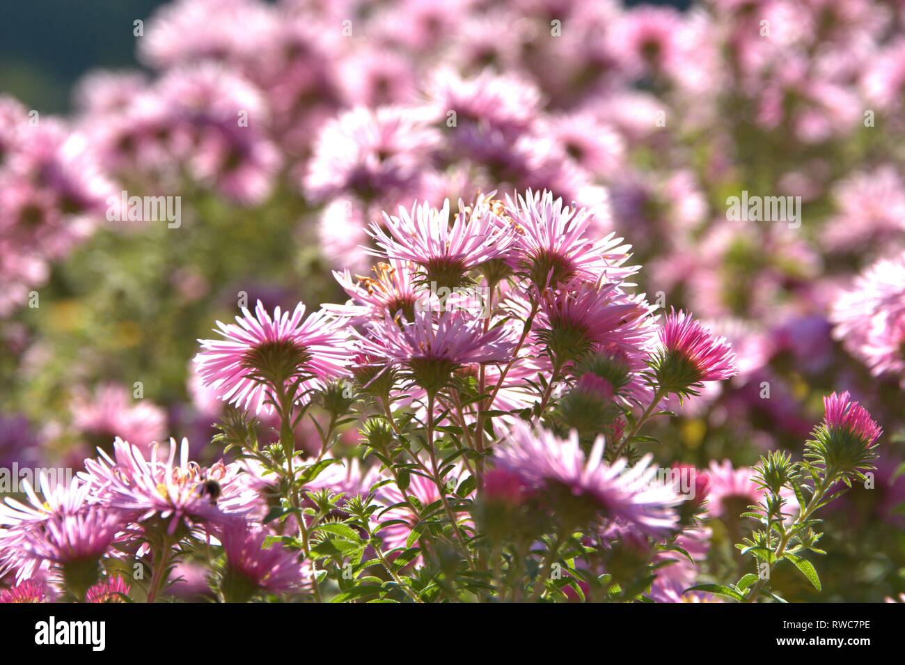 Gottorf garden bloom hi-res stock photography and images - Alamy
