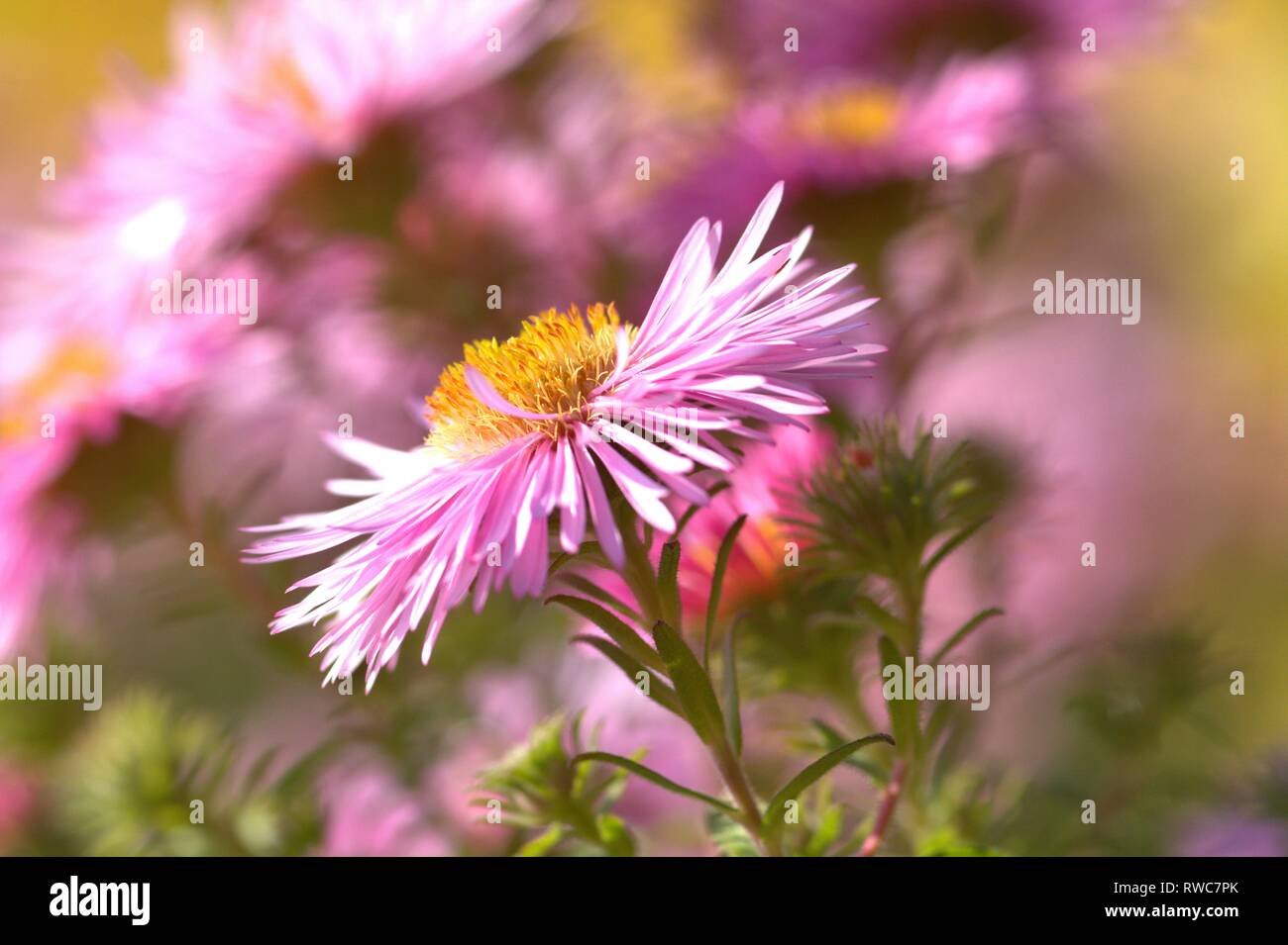 The bleeding of an aster in a bed in the Schleswig Furstengarten of ...