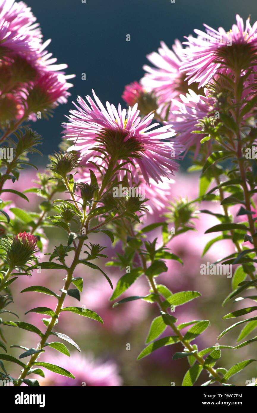 The bleeding of an aster in a bed in the Schleswig Furstengarten of ...