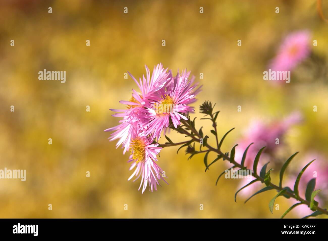 The bleeding of an aster in a bed in the Schleswig Furstengarten of ...