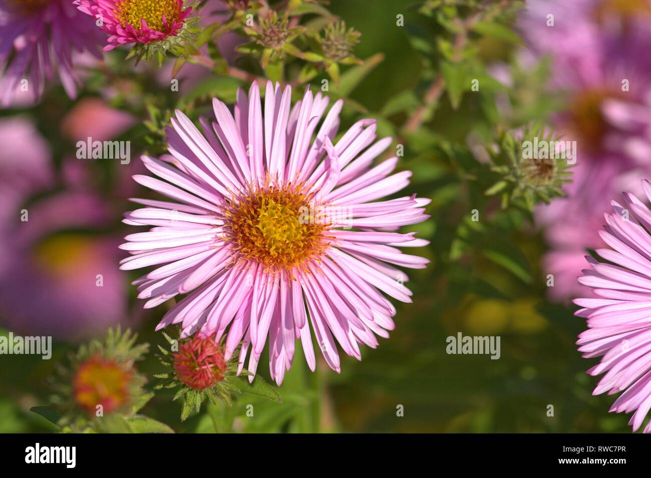 The bleeding of an aster in a bed in the Schleswig Furstengarten of ...