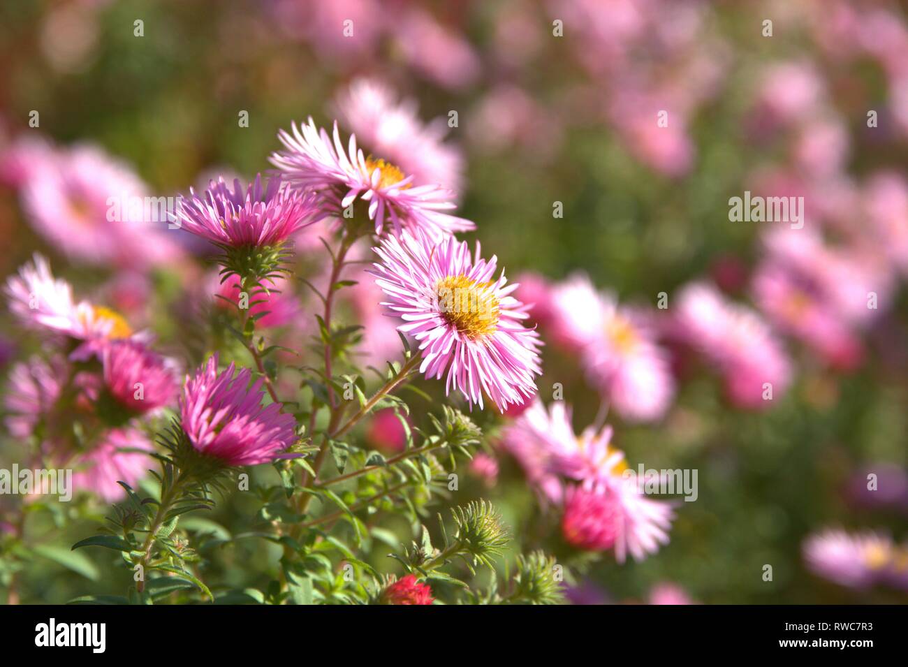 The bleeding of an aster in a bed in the Schleswig Furstengarten of ...
