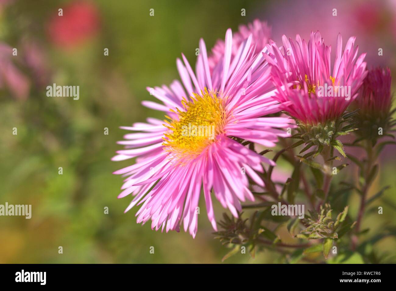 The bleeding of an aster in a bed in the Schleswig Furstengarten of ...