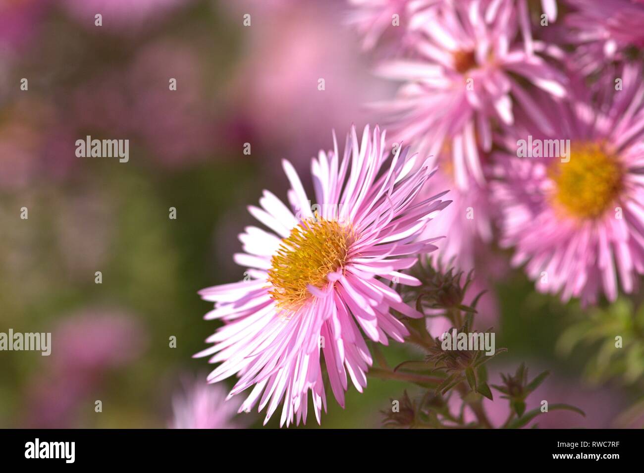 The bleeding of an aster in a bed in the Schleswig Furstengarten of ...