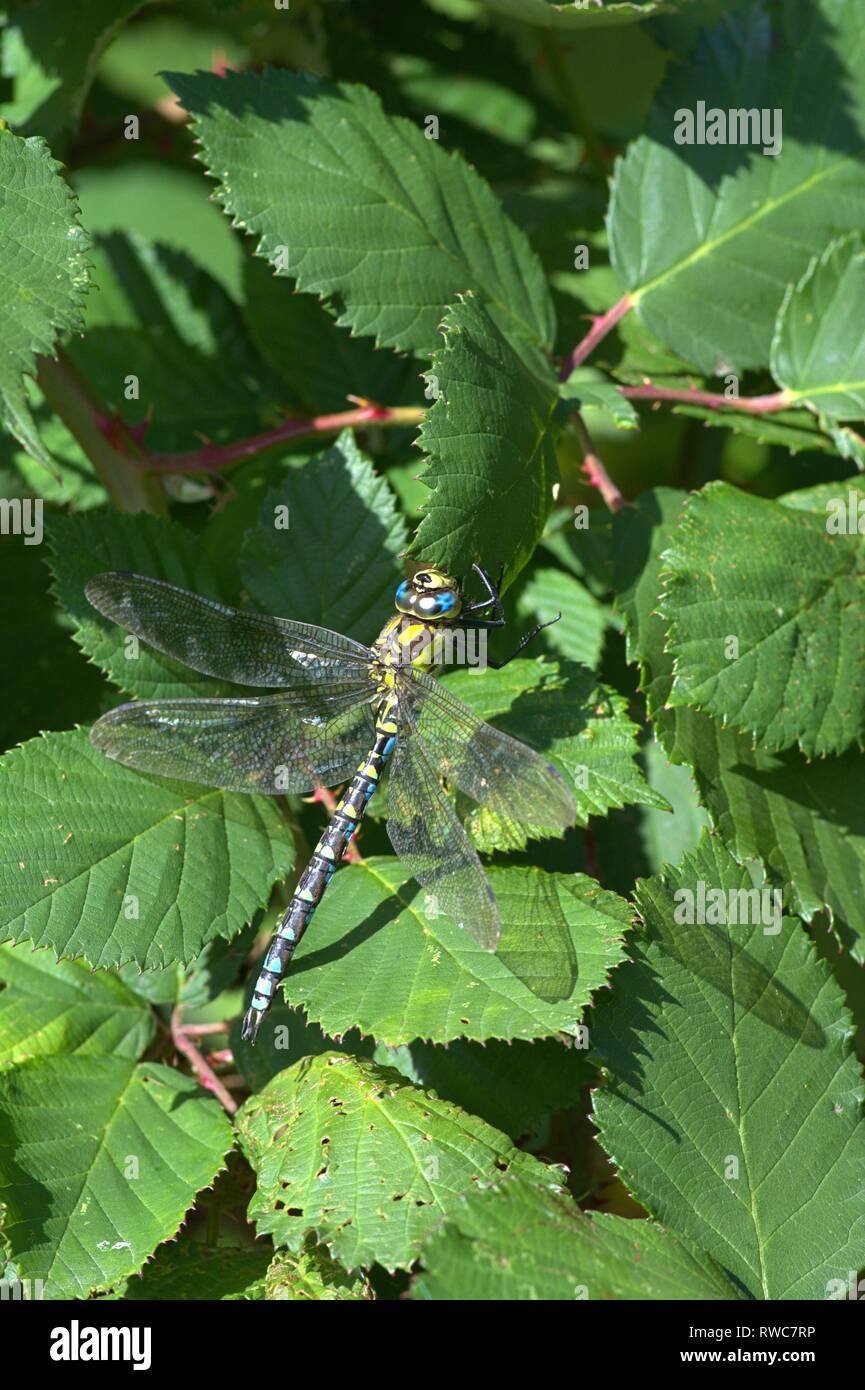 Family aeshnidae hi-res stock photography and images - Alamy
