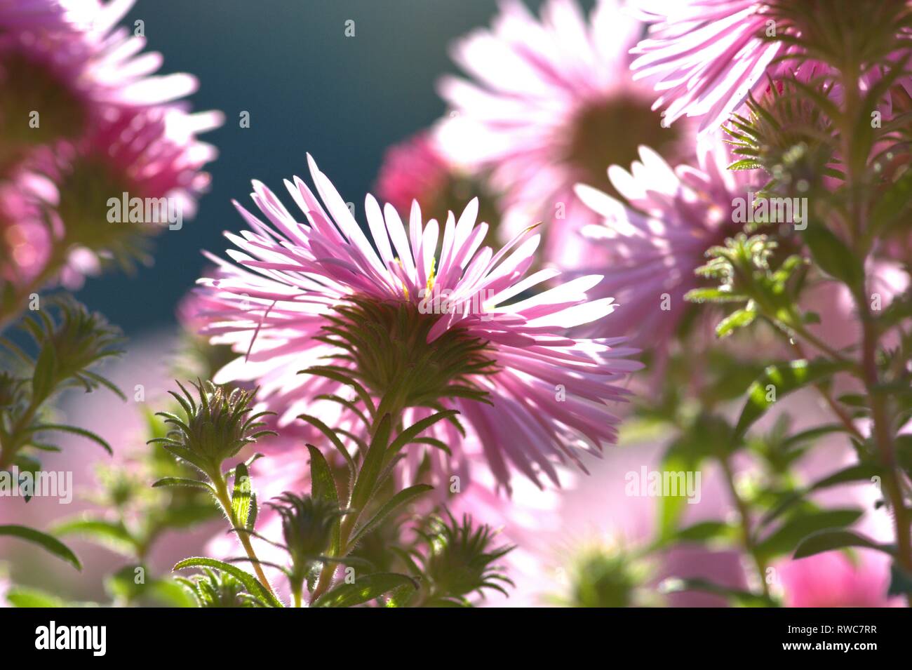 Asterales order hi-res stock photography and images - Alamy