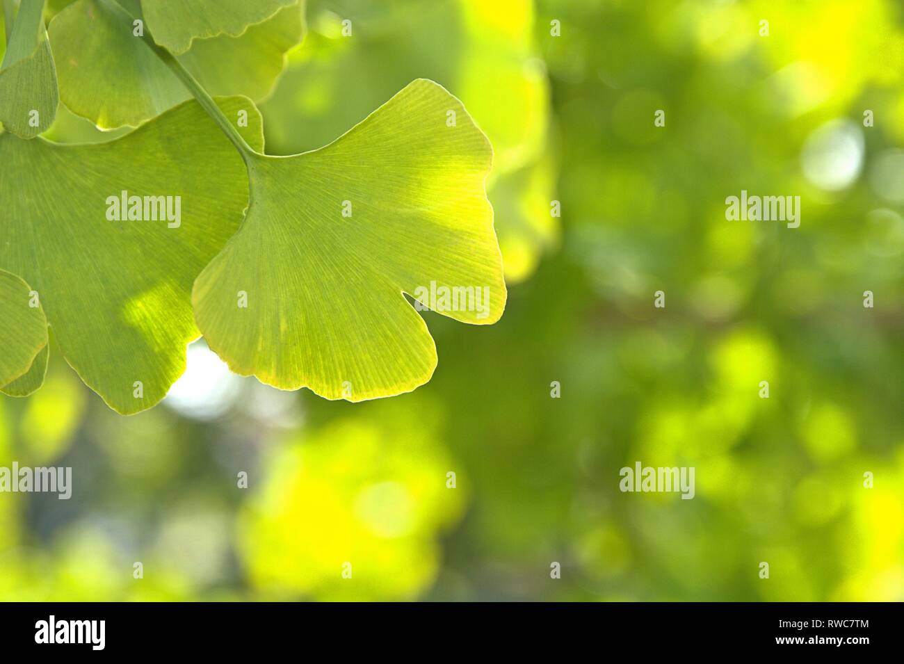 Schleswig, Deutschland. 30th Sep, 2018. Close-up of some ginkgo ...
