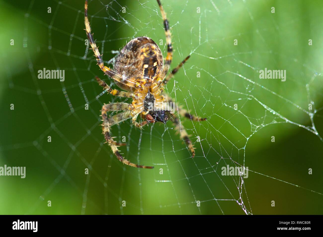 Indian spider species hi-res stock photography and images - Alamy