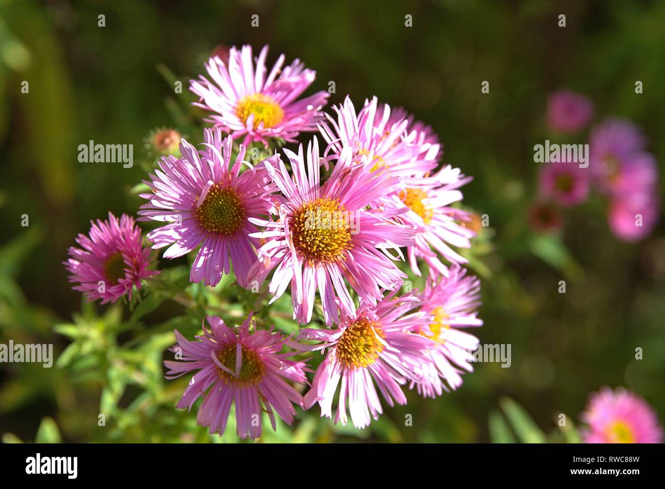 Schleswig, Deutschland. 08th Oct, 2017. The bleeding of an aster in a ...