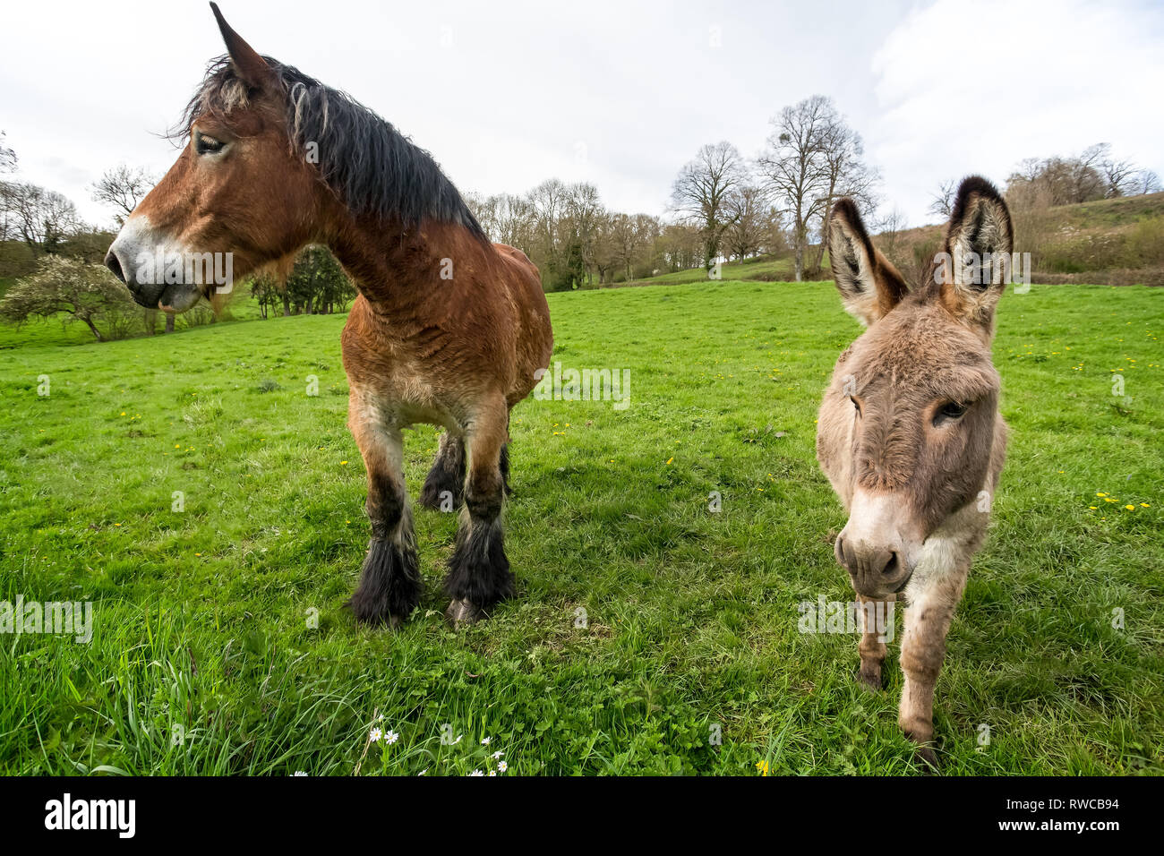 Large Shire Horse and small Donkey in field Stock Photo - Alamy