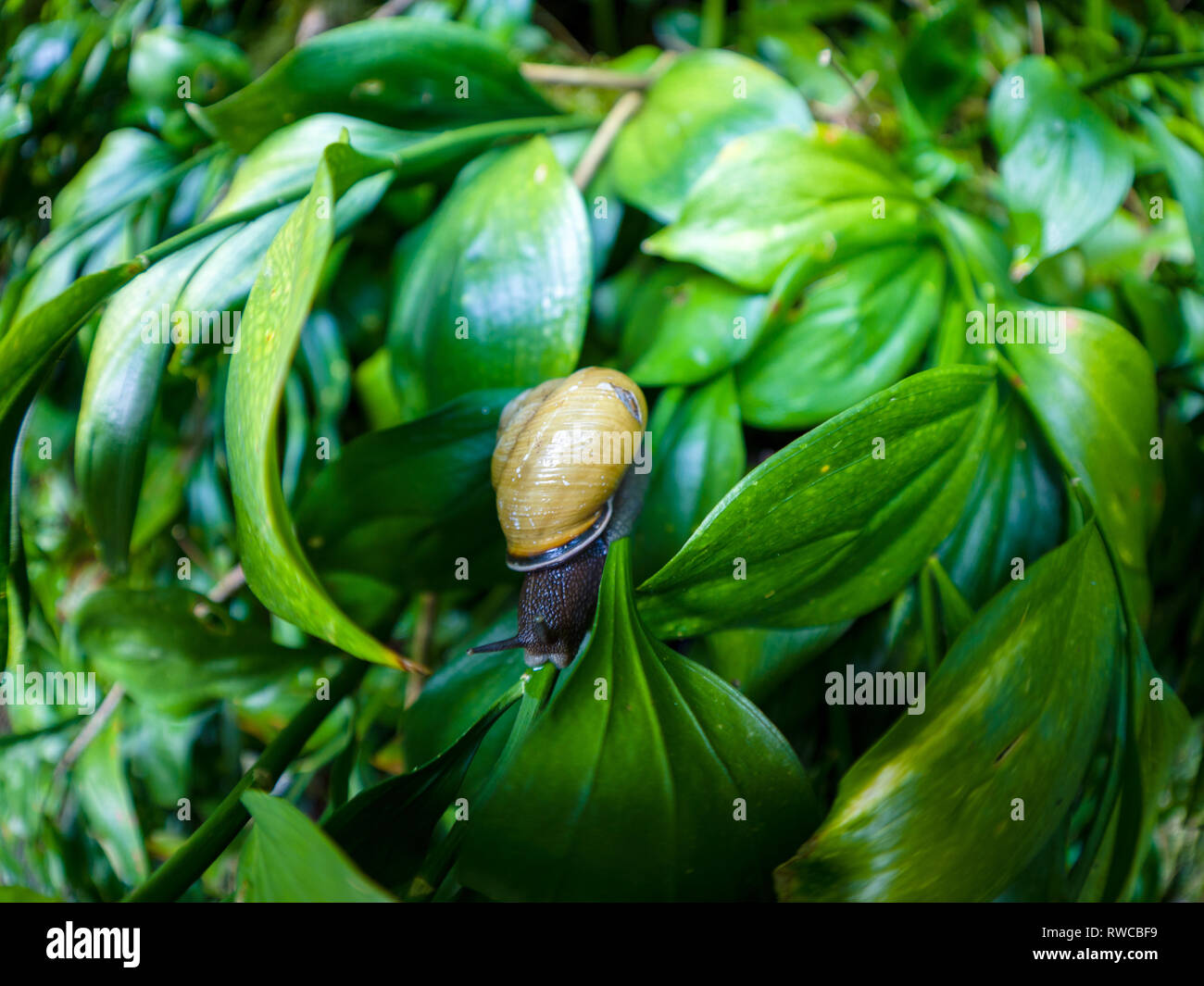 A snail creeps on green leaves Ruscus colchicus Stock Photo - Alamy