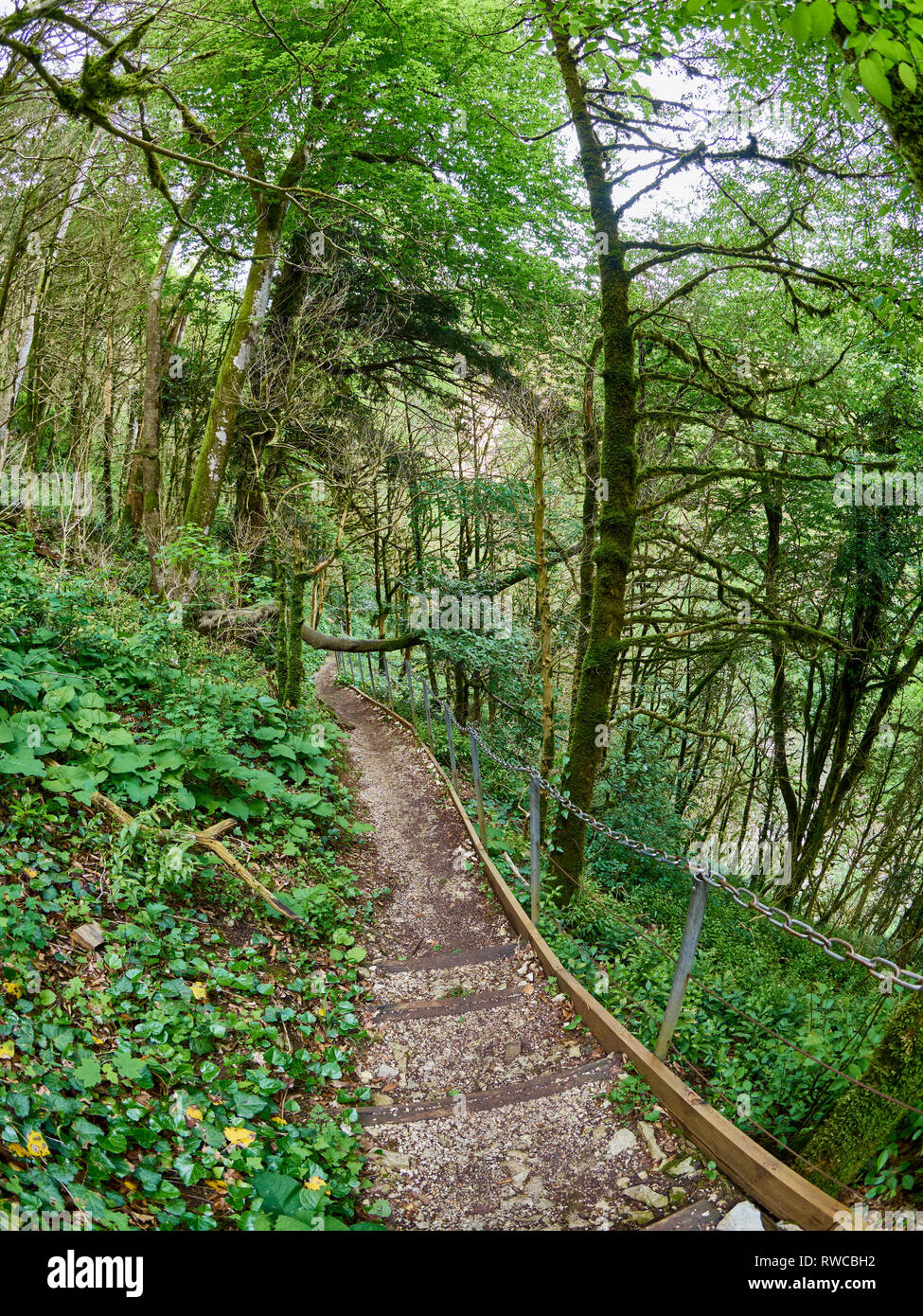 Footpath with staircase in a green forest on a mountainside. Footpath ...