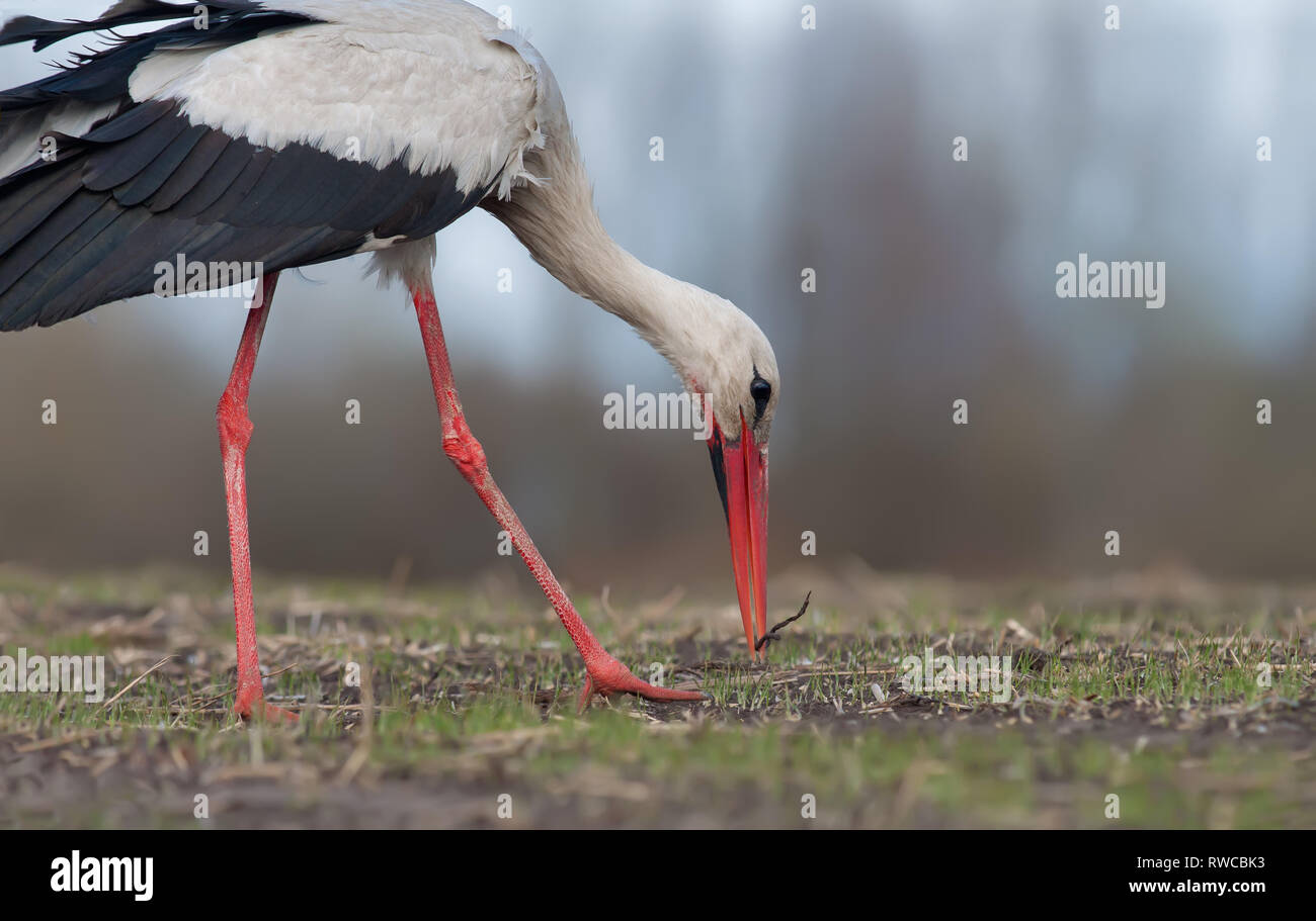 White stork with prey hi-res stock photography and images - Alamy
