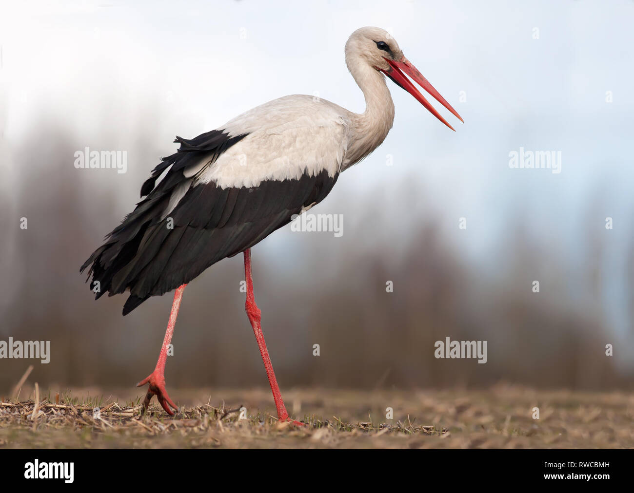 White stork open beak hi-res stock photography and images - Alamy