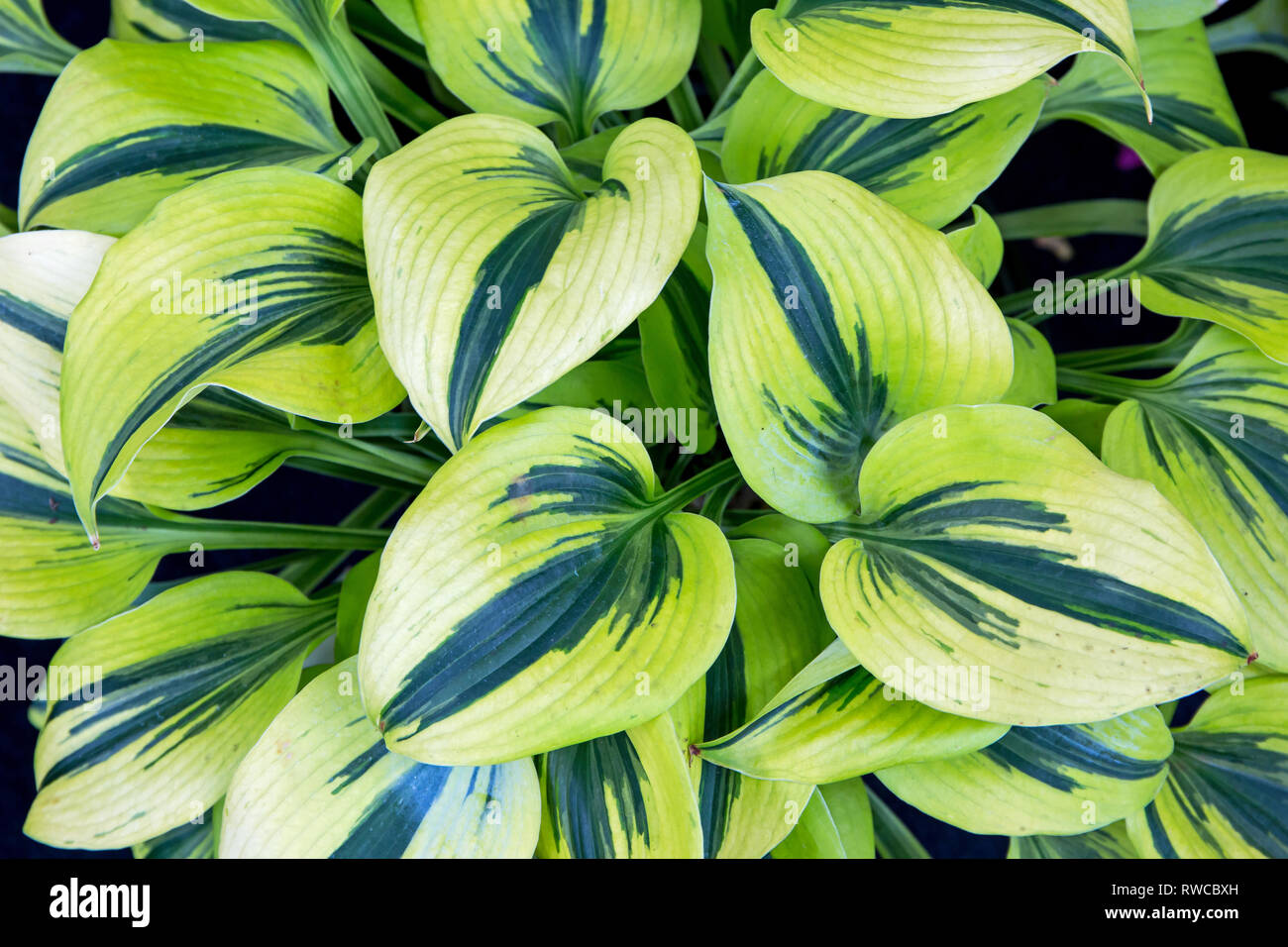 Hosta gardens hi-res stock photography and images - Alamy