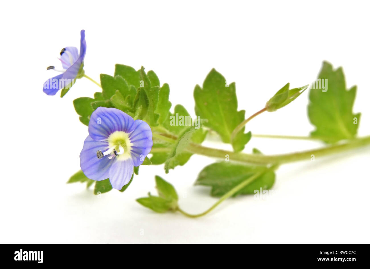 Slender speedwell veronica filiformis hi-res stock photography and ...