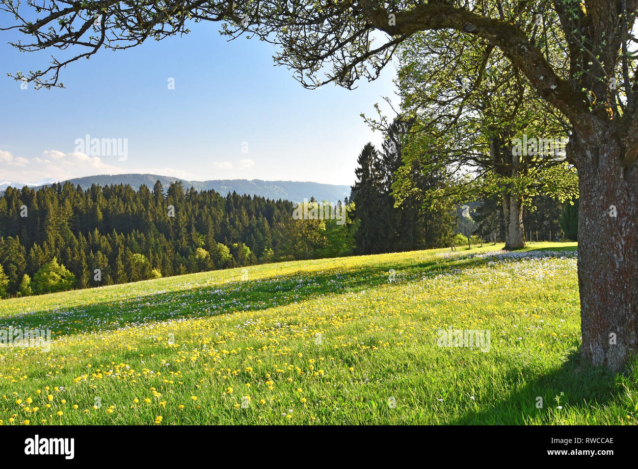 Beautiful spring landscape hi-res stock photography and images - Alamy