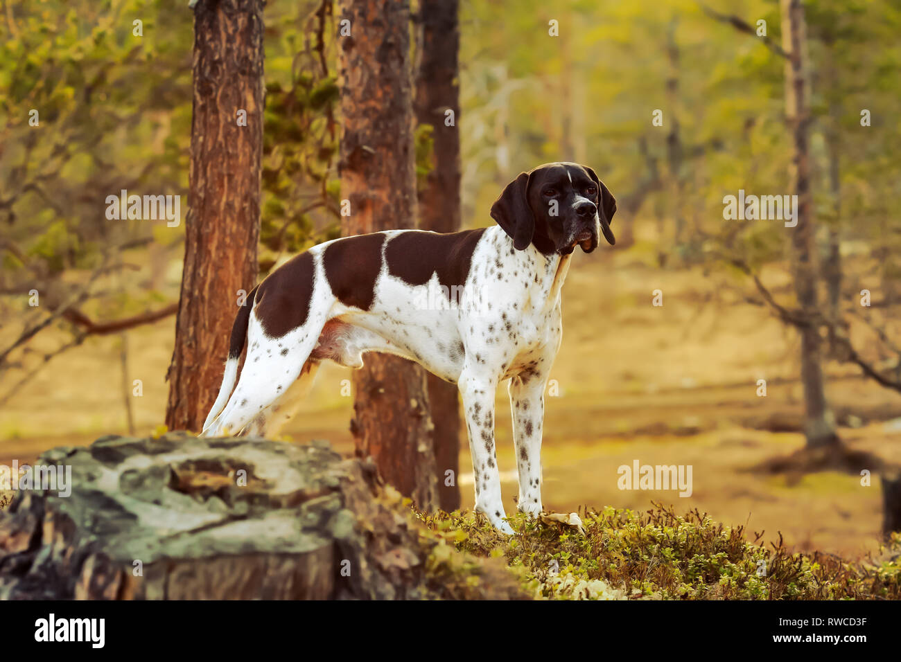 Dog english pointer standing in the wild woods under pine tree Stock ...