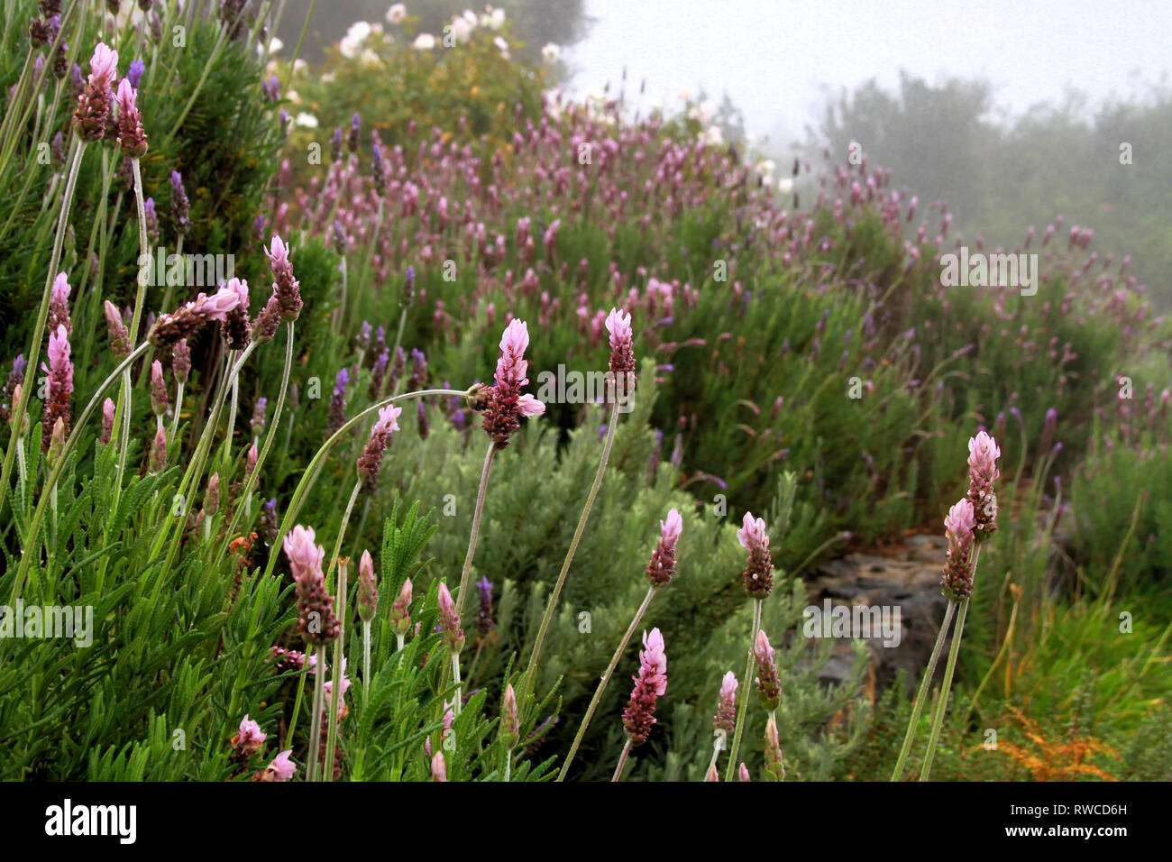 Lavender heights hi-res stock photography and images - Alamy