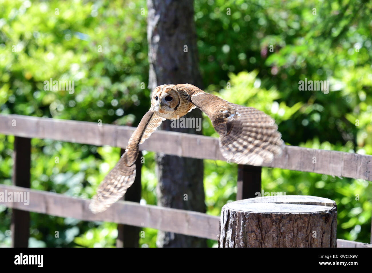 Tawny owl uk flight hi-res stock photography and images - Alamy