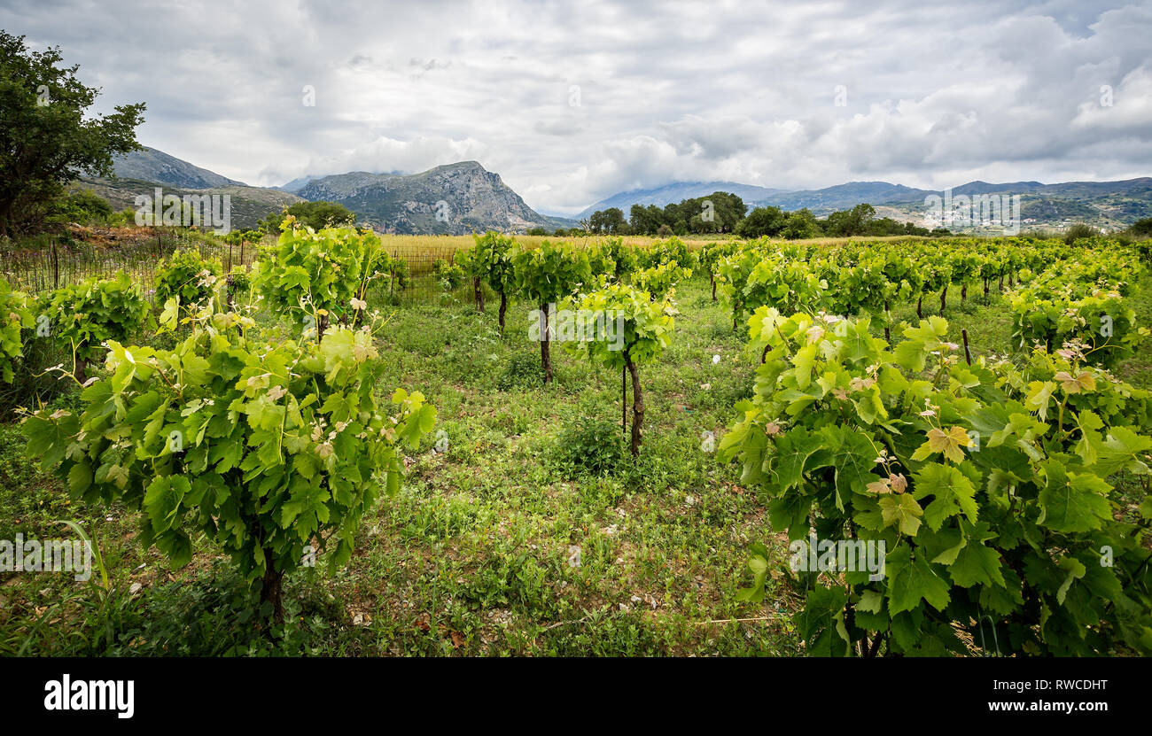 Vineyard greece crete hi-res stock photography and images - Alamy