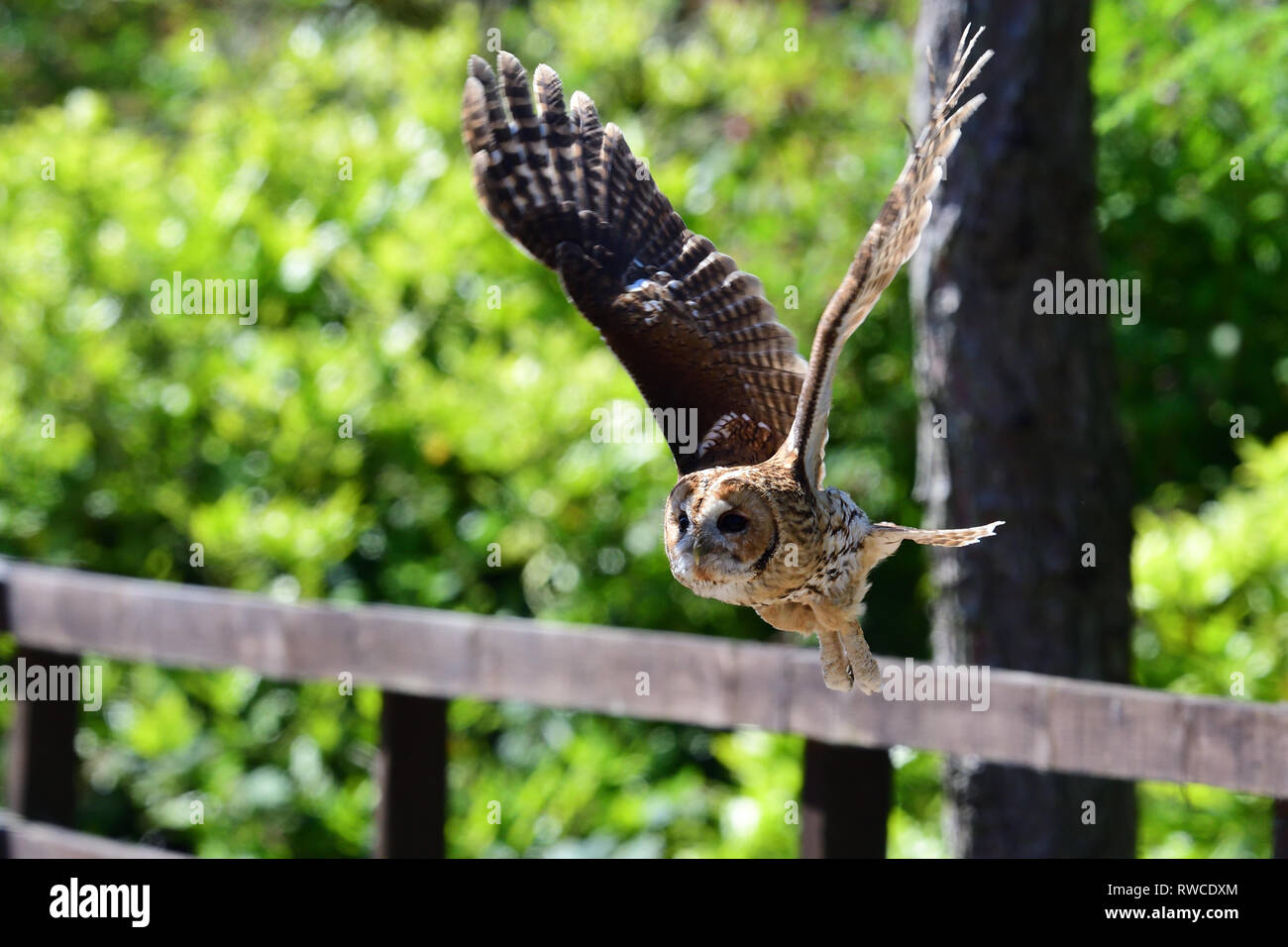 Tawny Owl In Flight Stock Photos & Tawny Owl In Flight Stock Images - Alamy