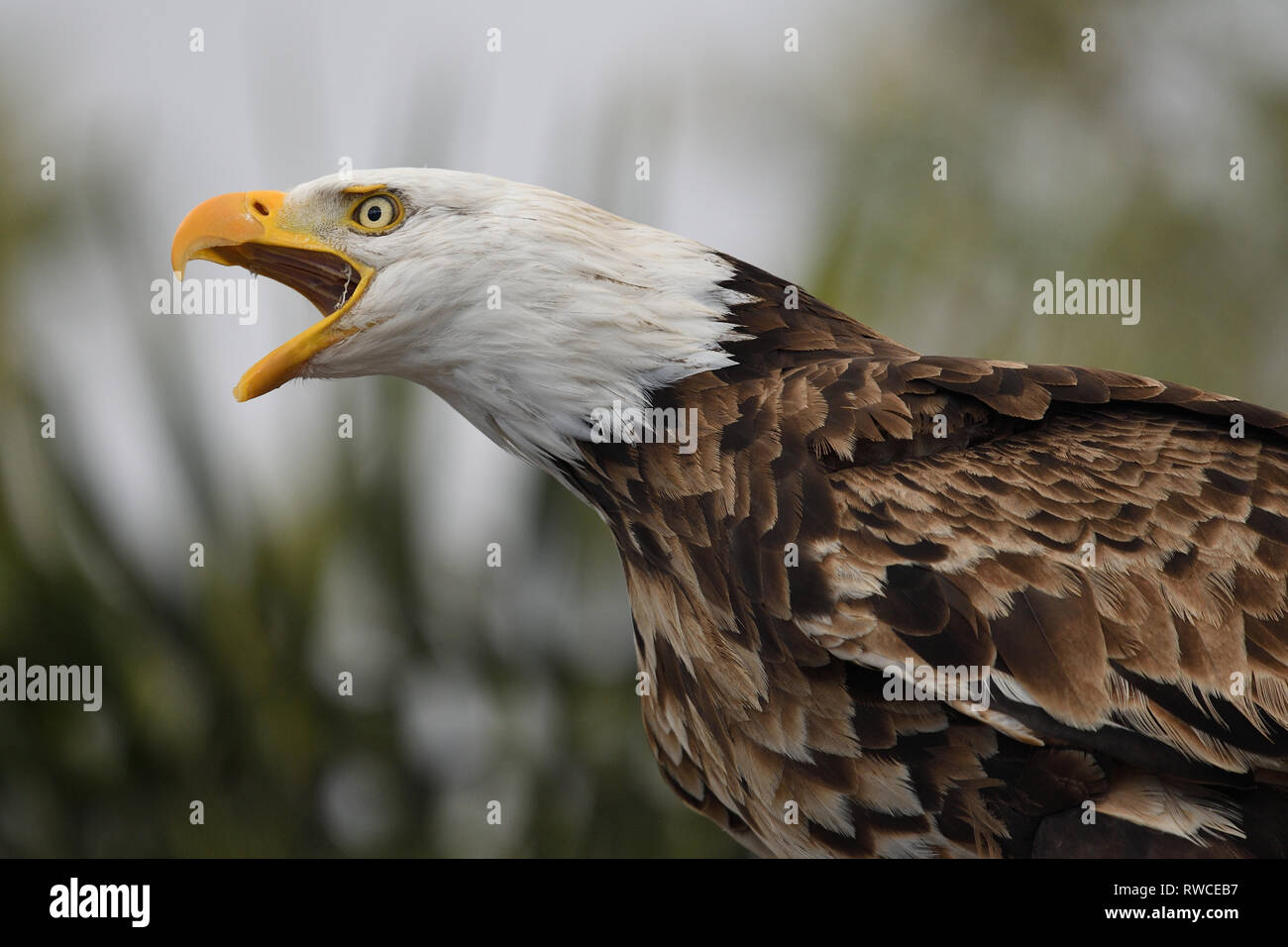 Squawking bird hi-res stock photography and images - Alamy