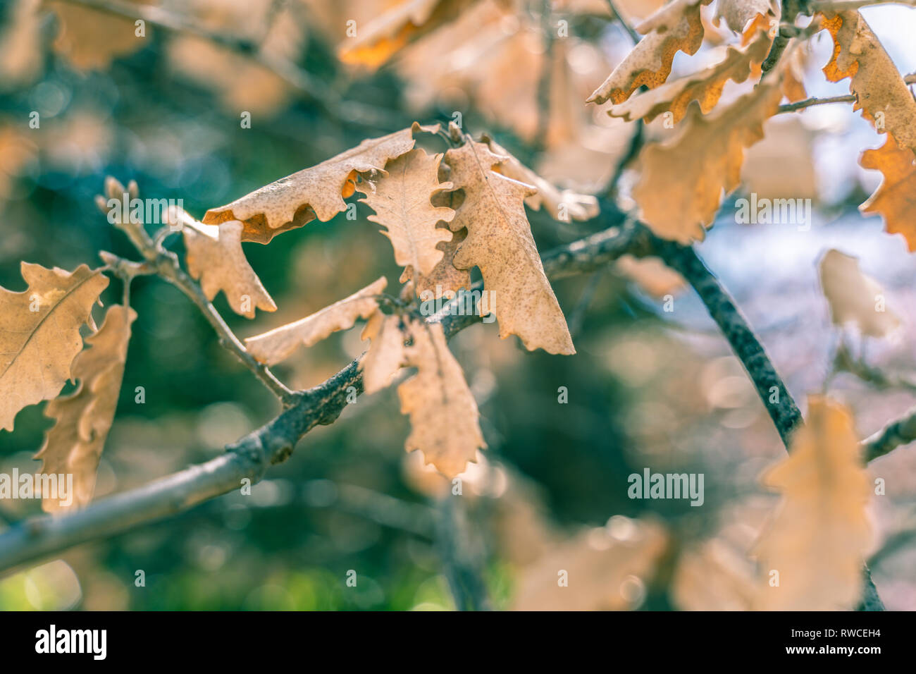Oak tree branch isolated hi-res stock photography and images - Alamy
