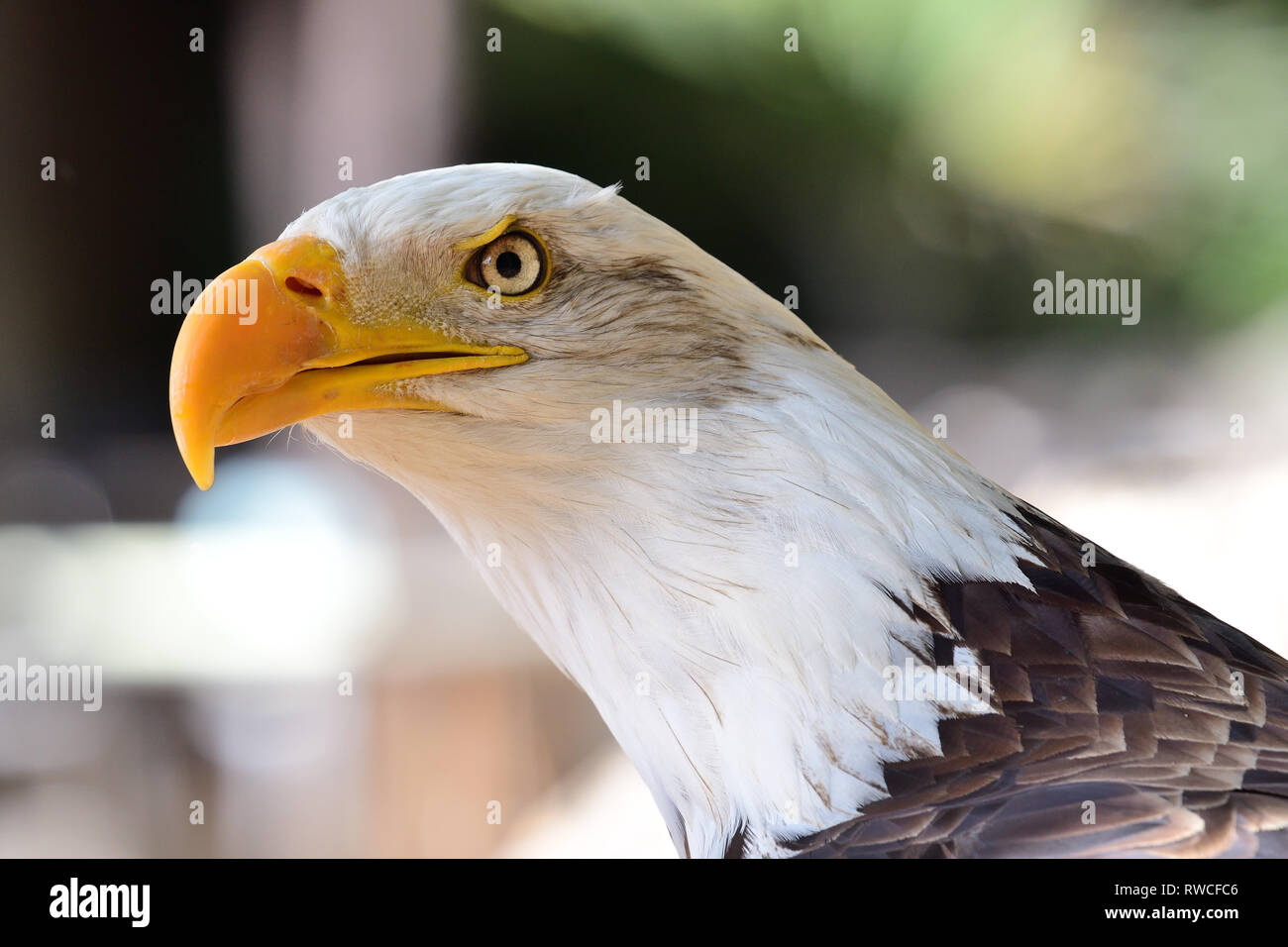 Bald eagle headshot hi-res stock photography and images - Alamy