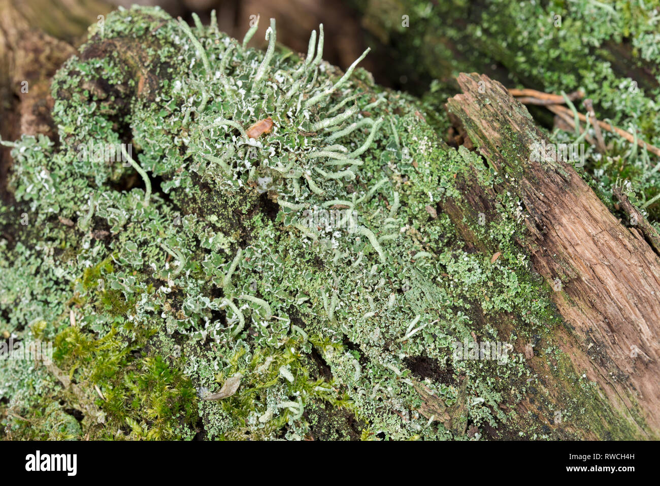 Growing on rotten fallen tree hi-res stock photography and images - Alamy