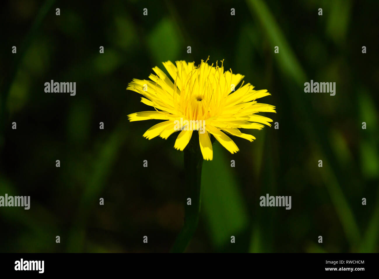 Spring flowers depicted in a fuzzy painted background Stock Photo - Alamy