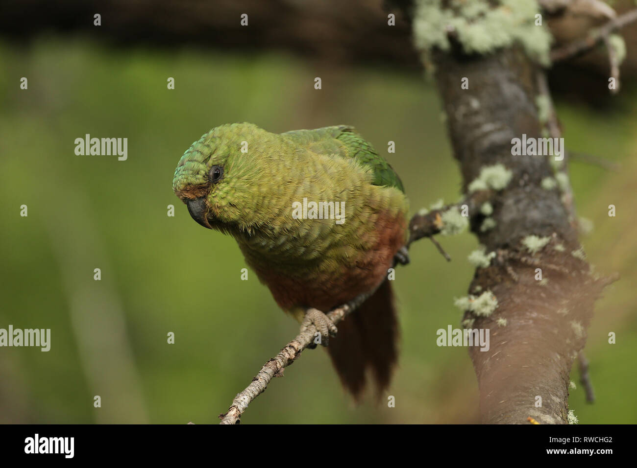 Rare parakeets torres del paine hi-res stock photography and images - Alamy
