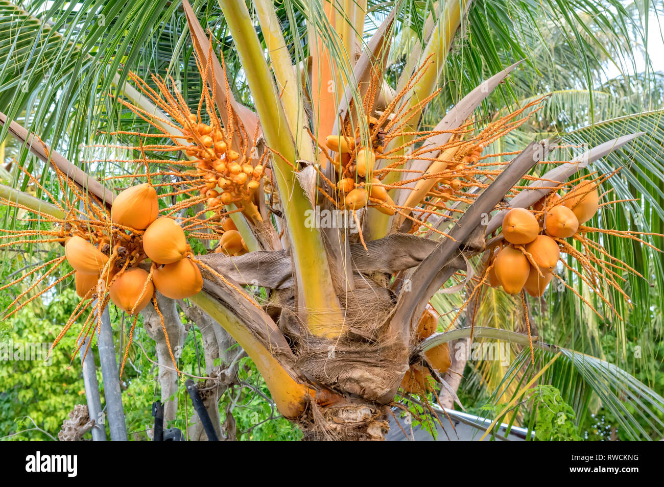 Coconuts blooming on a tree growing on the island of Fulidhoo in the ...
