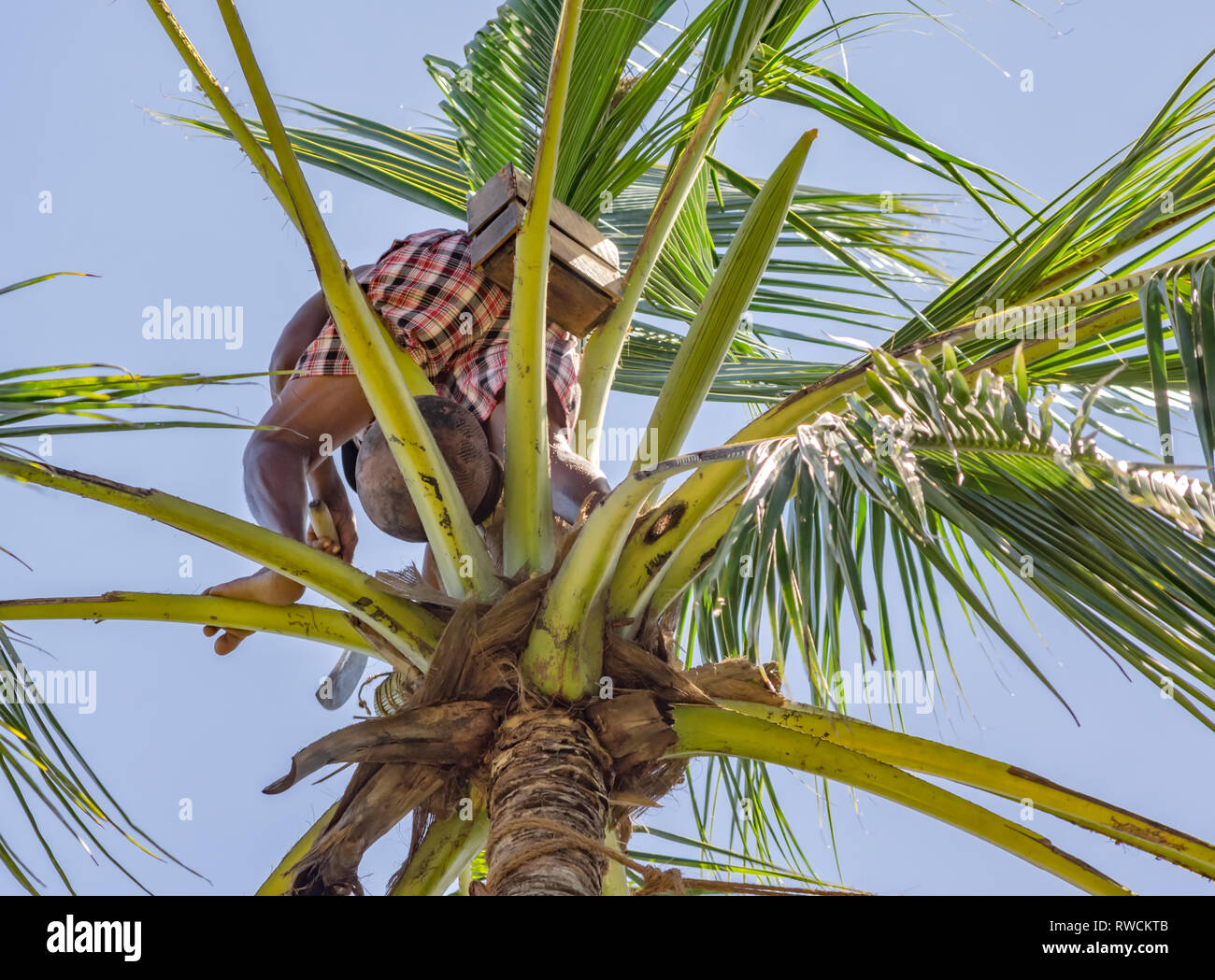 Caribbean coconut picking hi-res stock photography and images - Alamy