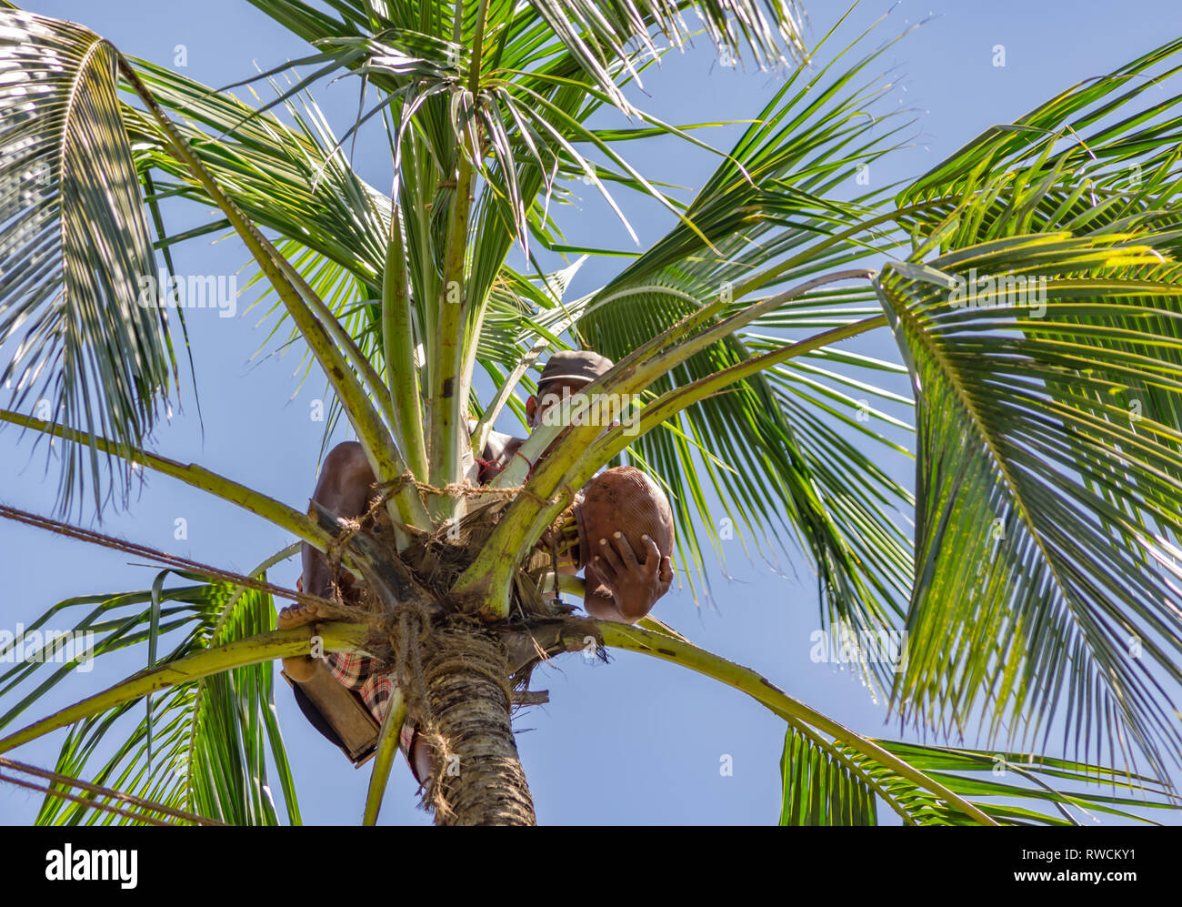 Man Picking Coconut High Resolution Stock Photography and Images - Alamy