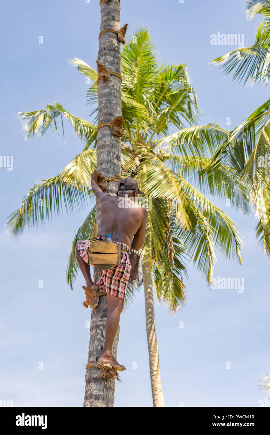 Caribbean coconut collecting hi-res stock photography and images - Alamy