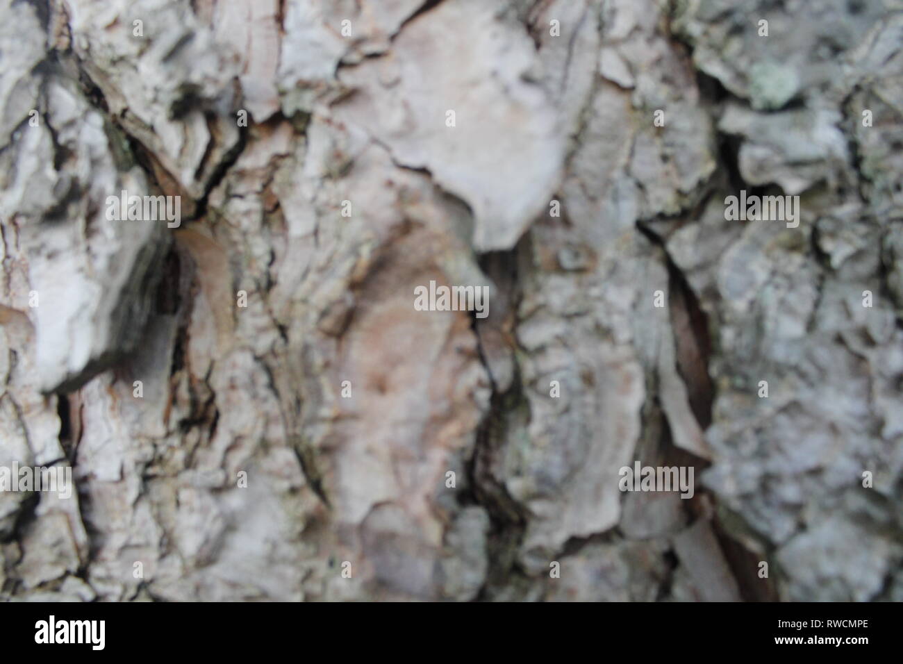 Big tree bark hi-res stock photography and images - Alamy