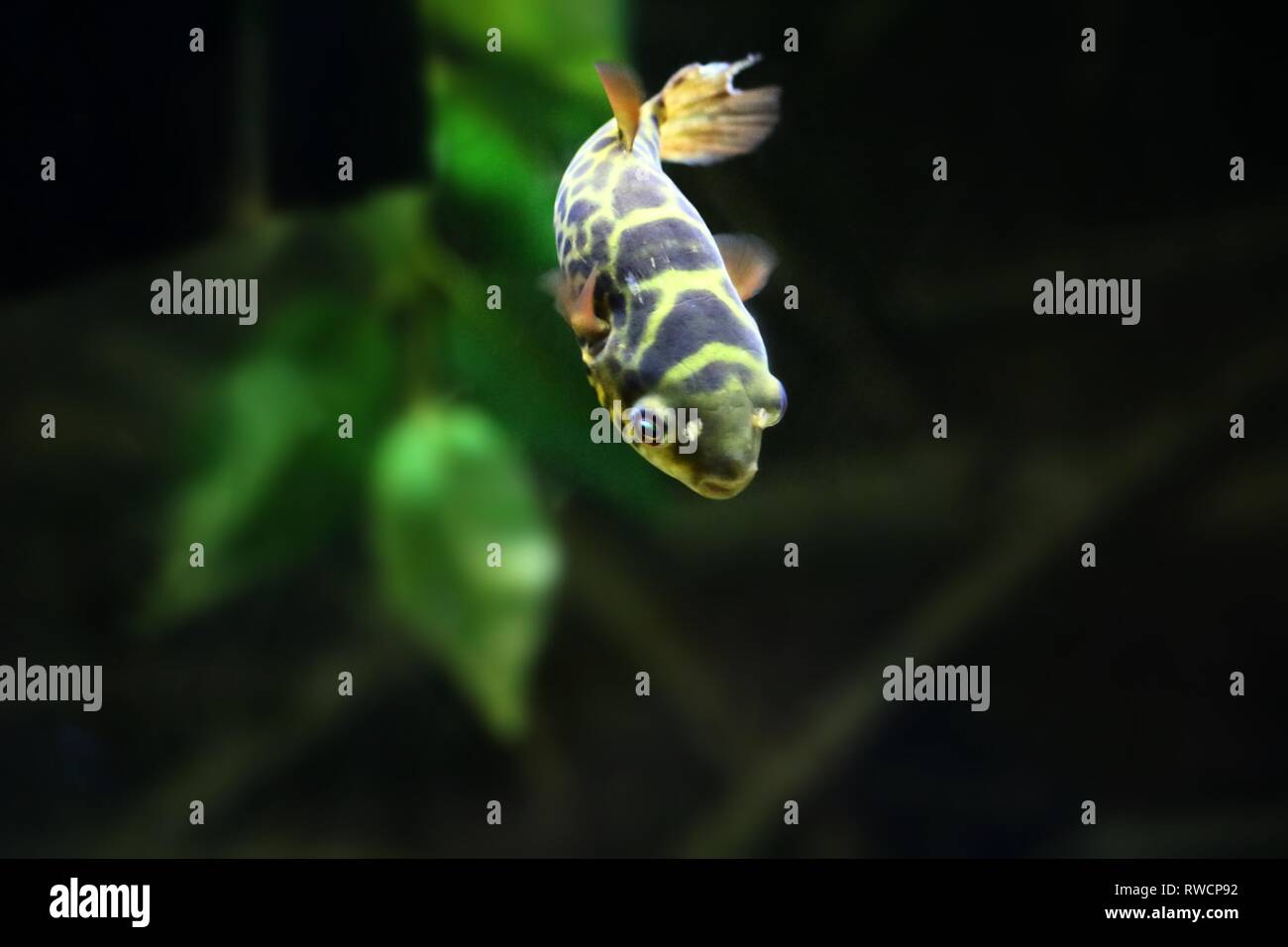 Beautyful fish in sea hi-res stock photography and images - Alamy