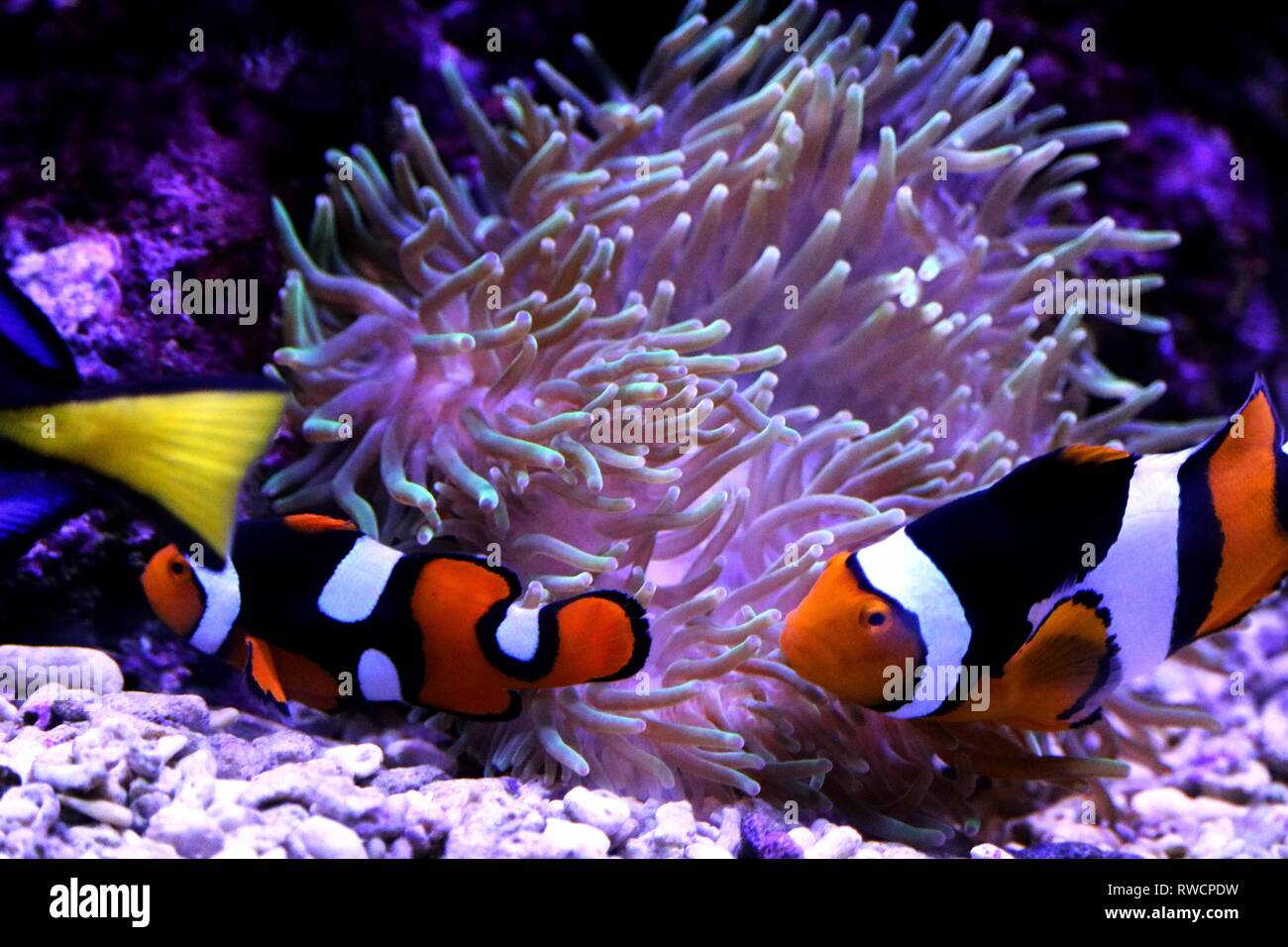 Clown fish in fishtank hi-res stock photography and images - Alamy