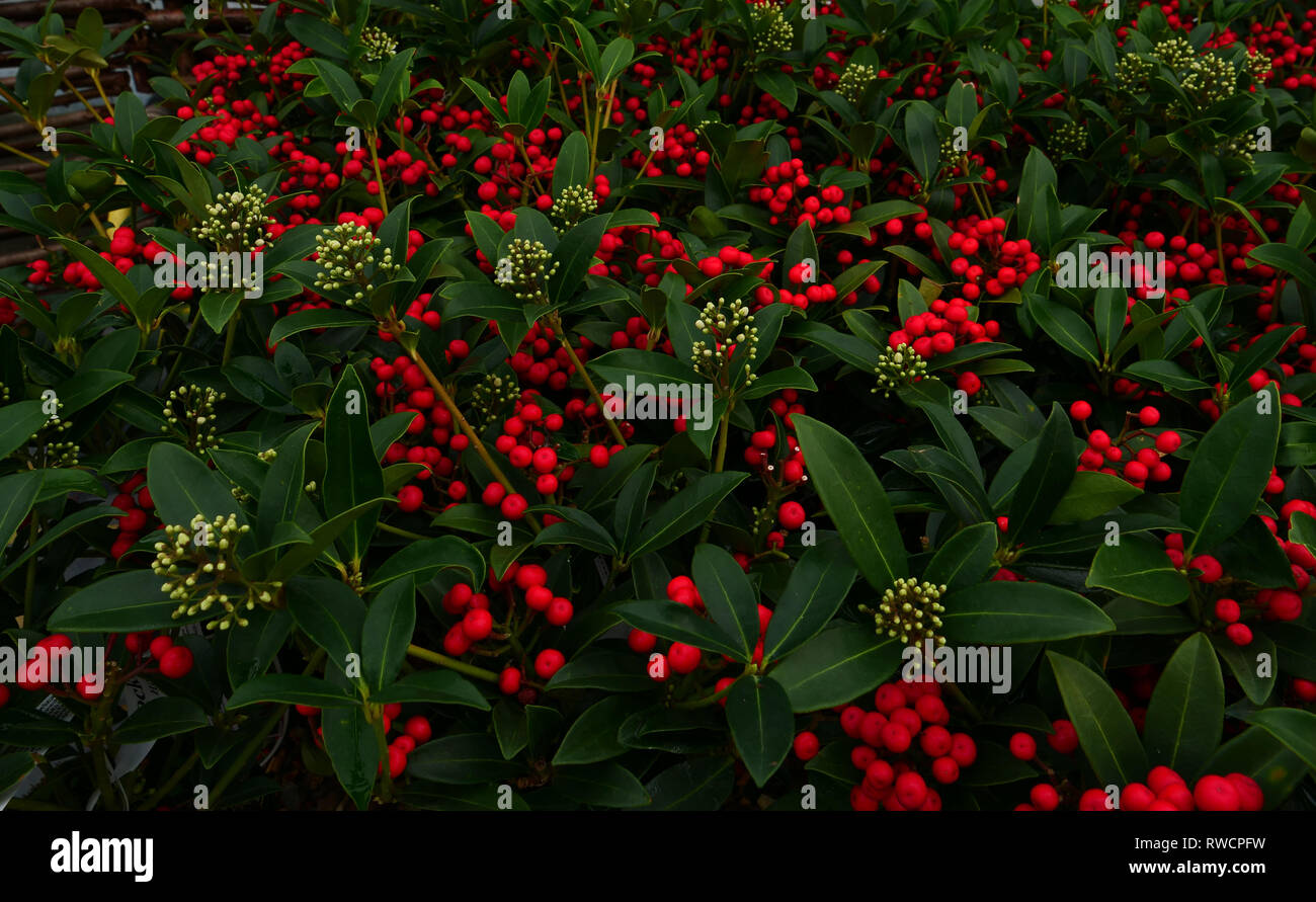Skimmia berries uk hi-res stock photography and images - Alamy