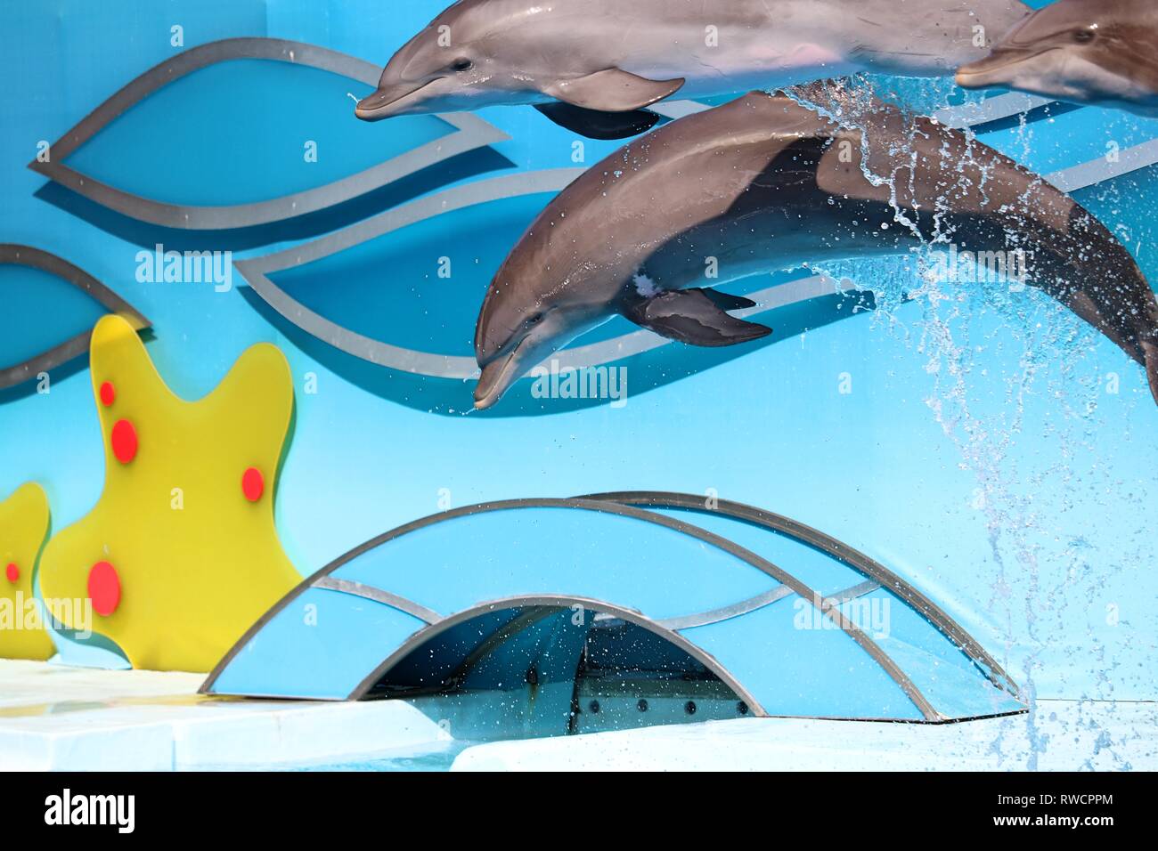 Dolphin jumping arch hi-res stock photography and images - Alamy