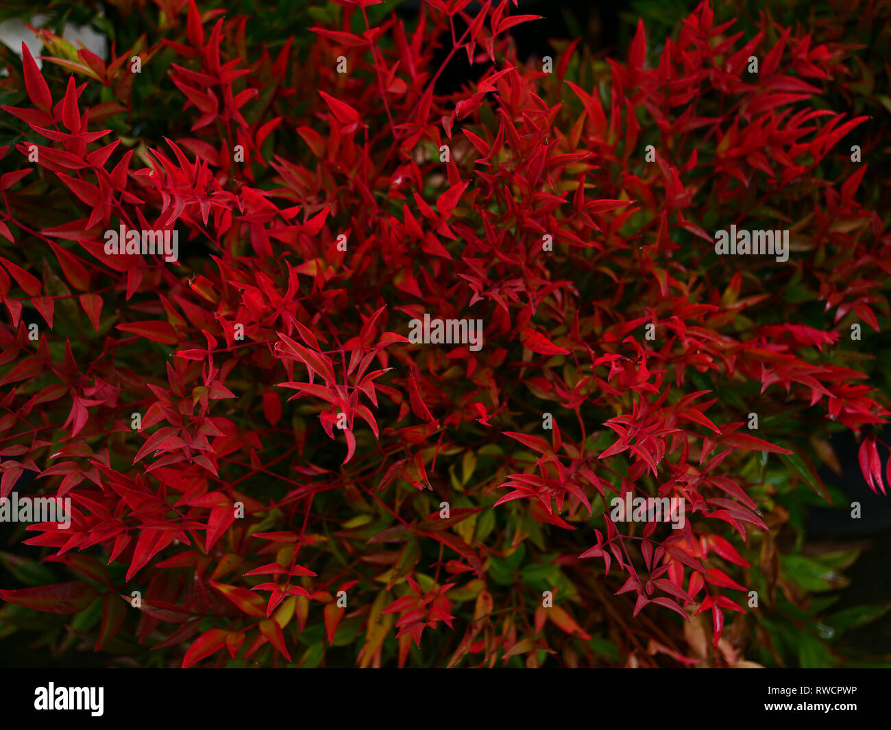 New and colourful orange red leaves of the low growing garden shrub ...