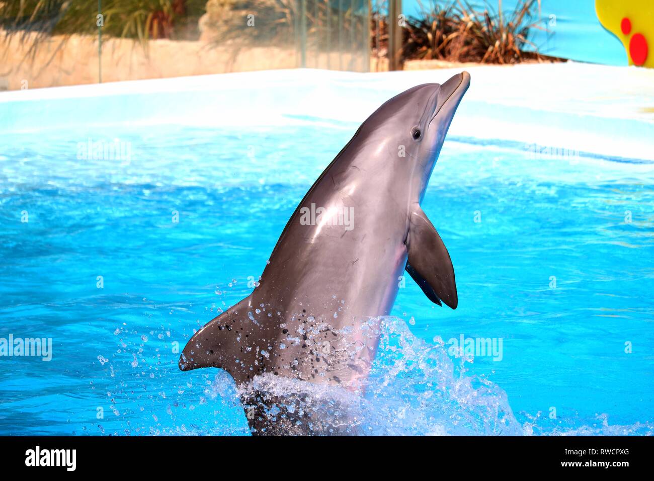 Adorable dolphin hi-res stock photography and images - Alamy